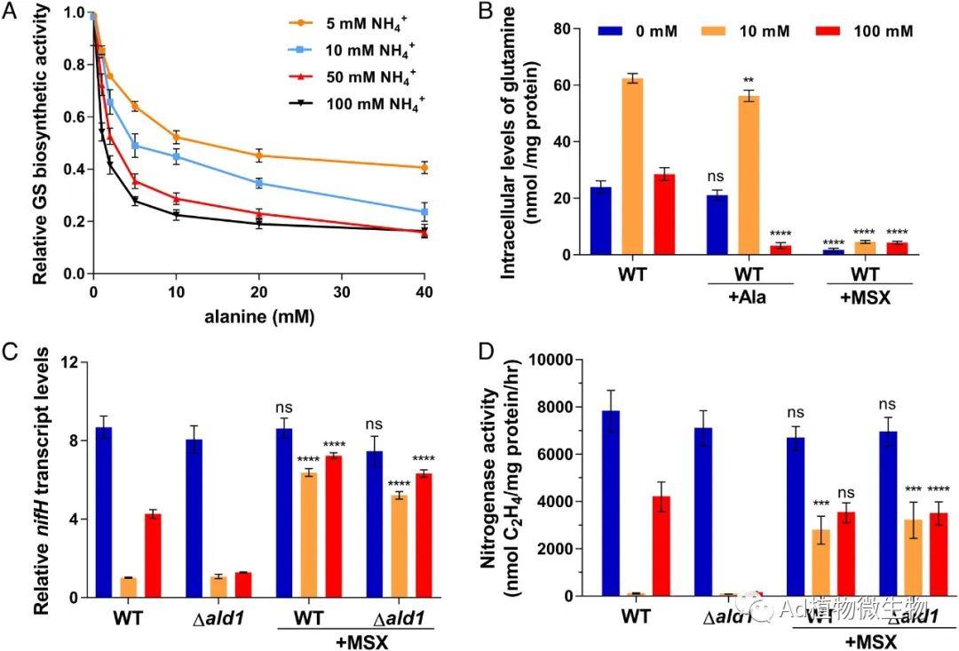 PNAS | 中国农业大学研究揭示植物固氮菌耐受铵的固氮作用机制！ - 知乎