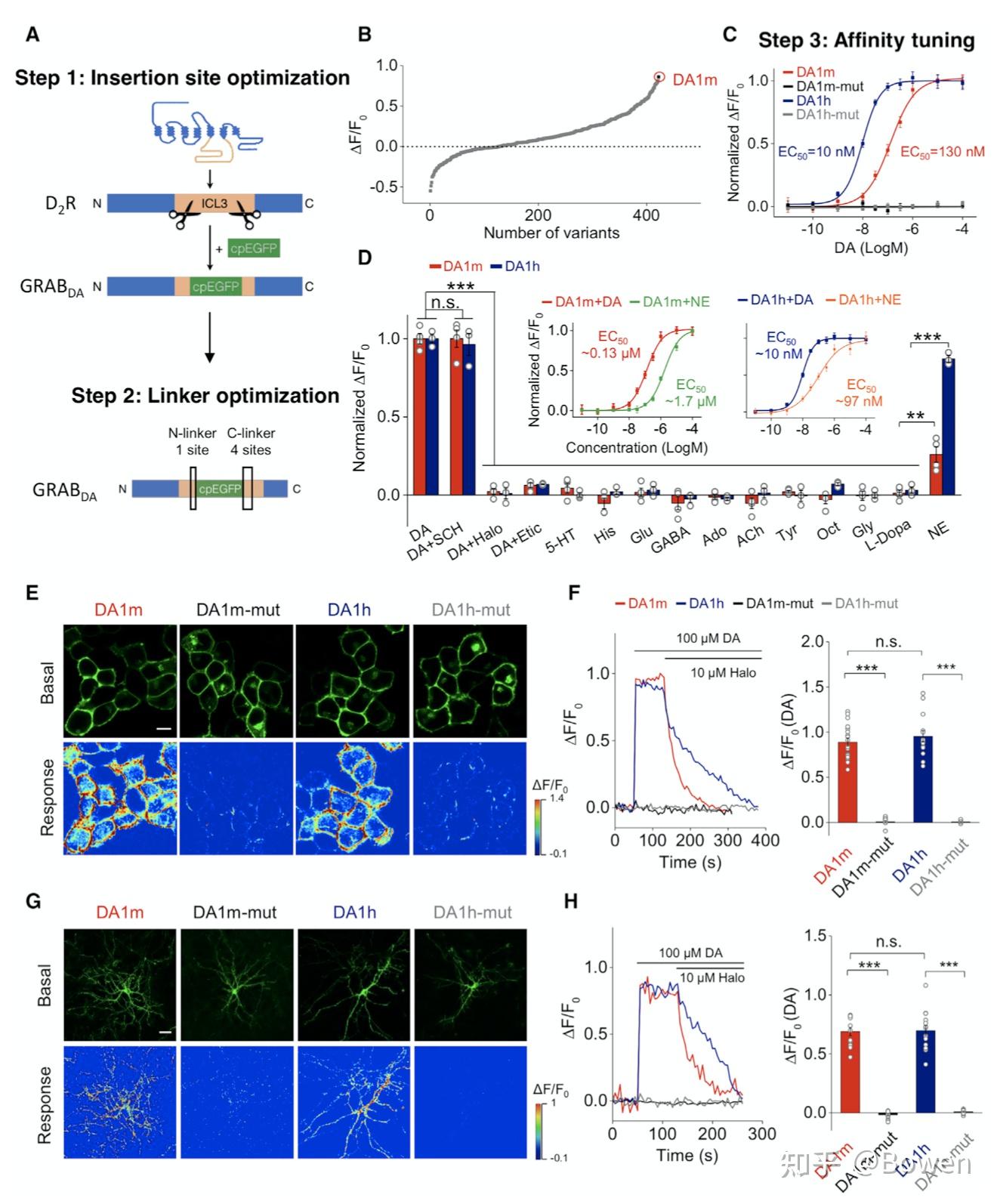 基于cpEGFP的探针技术开发 - 知乎
