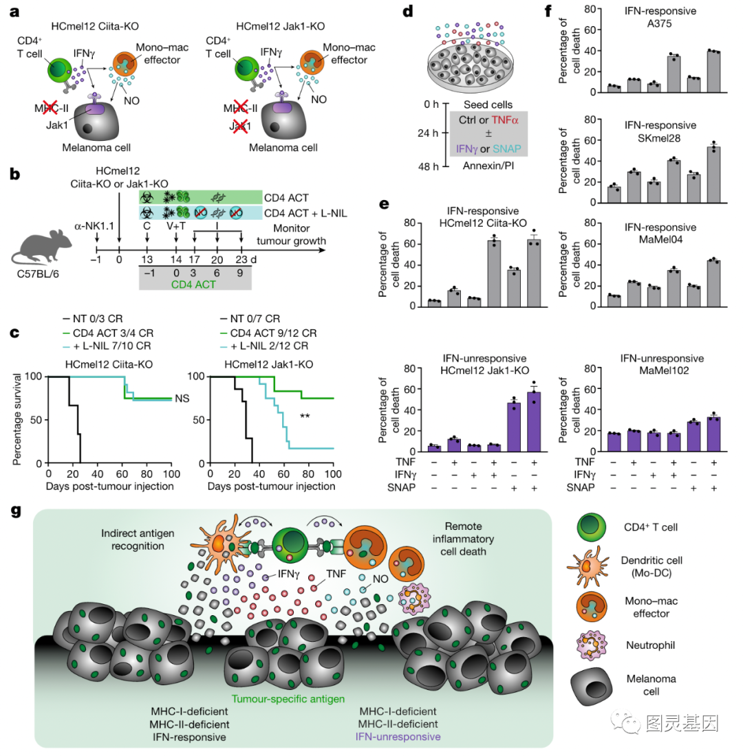Nature | CD4+ T细胞诱导的炎症细胞死亡控制肿瘤免疫逃避 - 知乎