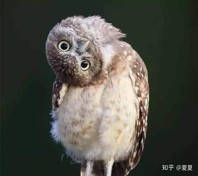 INTP：猫头鹰的另类与纯真 - 知乎