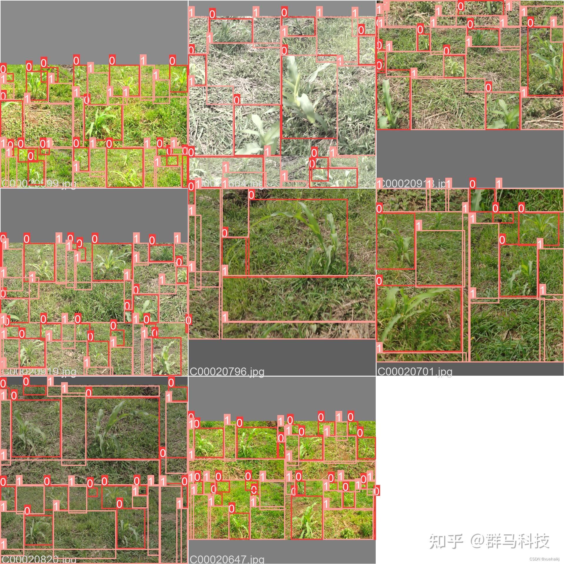 【改进YOLOv8】杂草识别系统：融合YOLO-MS的MS-Block改进YOLOv8 - 知乎