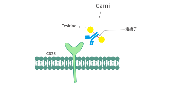 【靶点Talk】CD25：肿瘤免疫疗法新势力 - 知乎