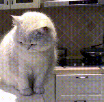 特别可爱猫猫的动态图或表情包 - 知乎