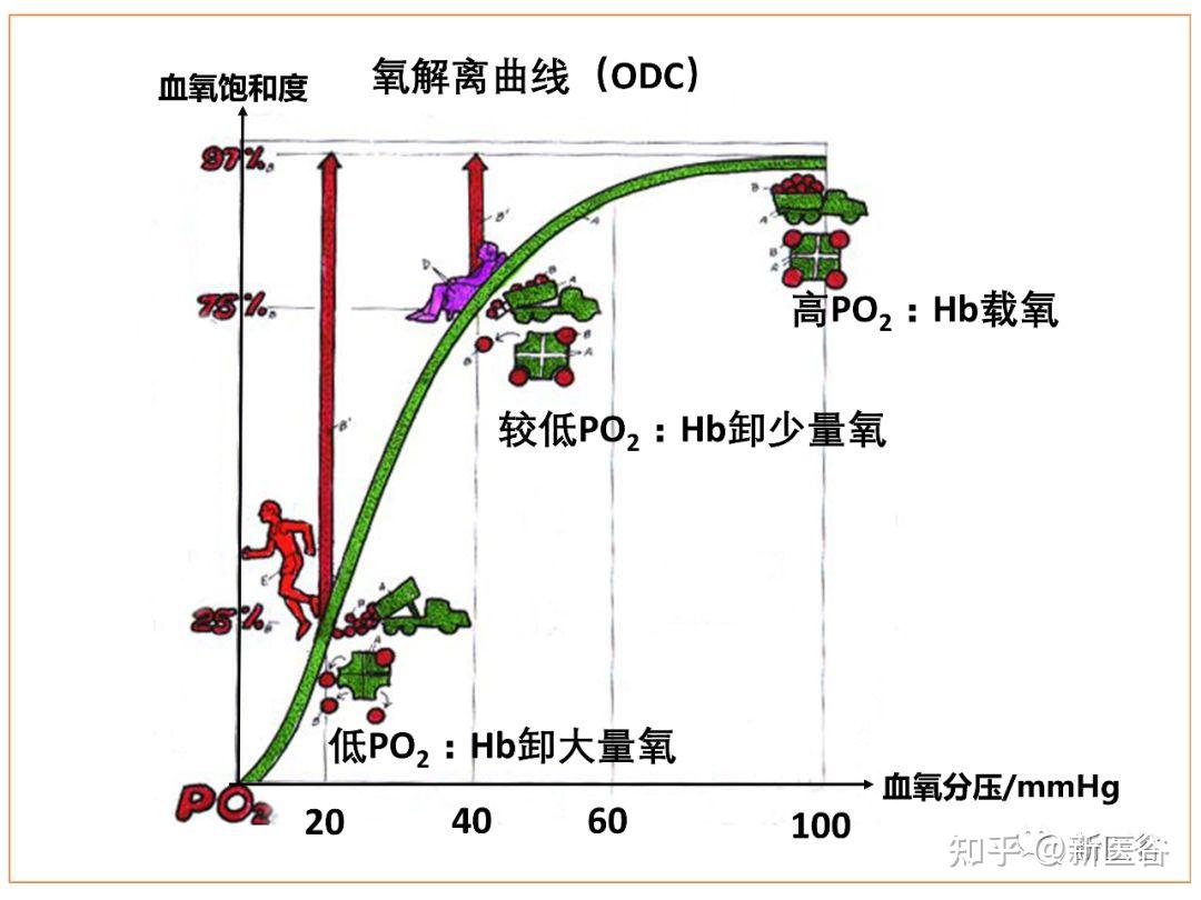 谷谷讲专业---氧解离曲线，你还记得多少？ - 知乎