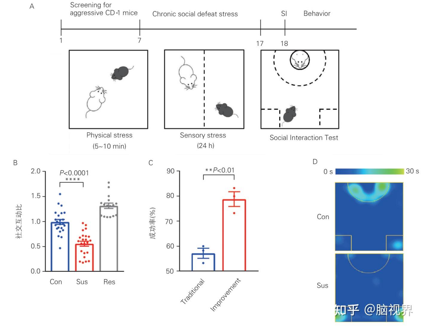 小鼠慢性社交挫败应激模型（CSDS）的建立及评价研究 - 知乎