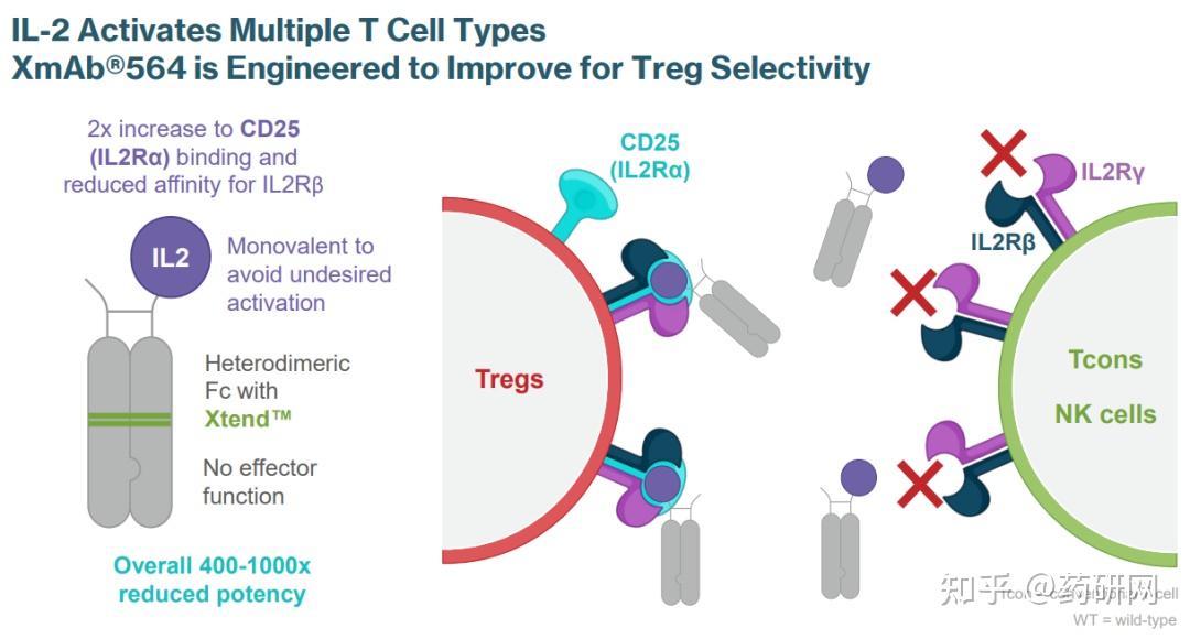 Fc工程化：Xencor的双抗技术梳理 - 知乎