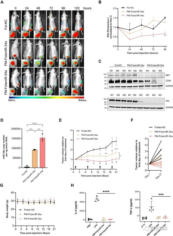Oncogene | 首创MicroRNA靶向治疗肿瘤 - 知乎