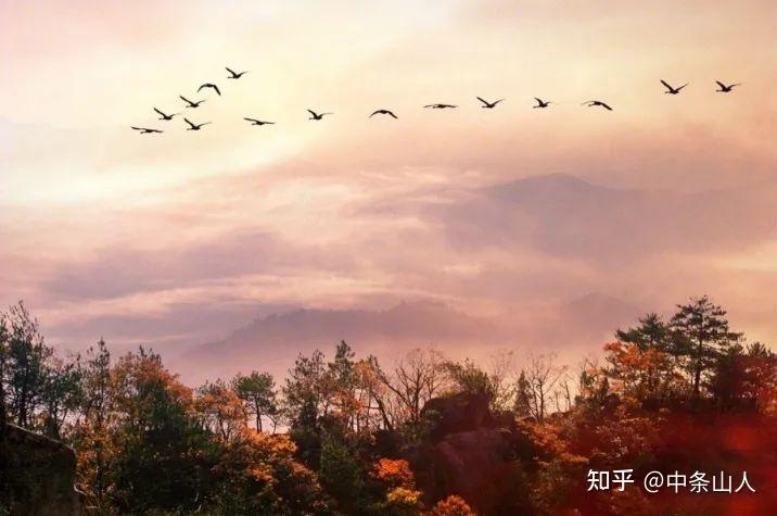 寒露,那远飞的大雁 知乎