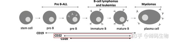 肿瘤免疫靶点 | CD22 - 知乎