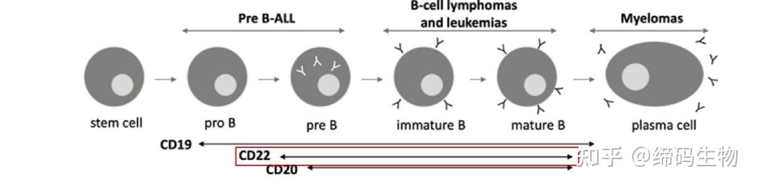 肿瘤免疫靶点 | CD22 - 知乎