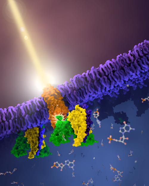 Nat Biotech | 光遗传控制RNA定位、剪接、翻译和稳定性 - 知乎