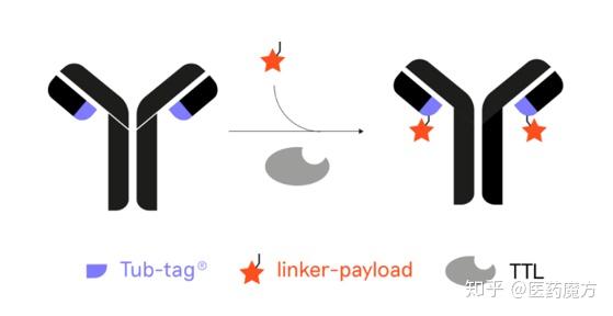 开发下一代ADC药物！初创公司Tubulis A轮融资1070万欧元 - 知乎
