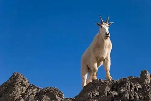 盘点人类历史上四大刷数据界的“GOAT”：个个都是另类传奇 - 知乎