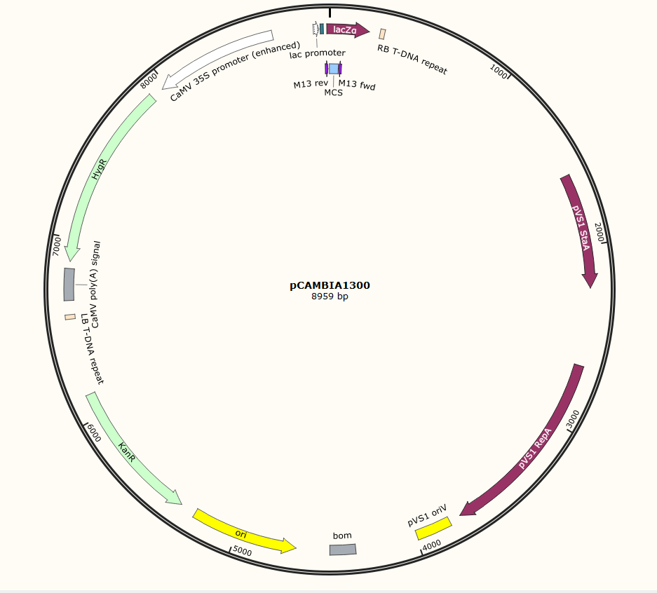 怎么让两种质粒共存在同一个微生物细胞中？ - 知乎