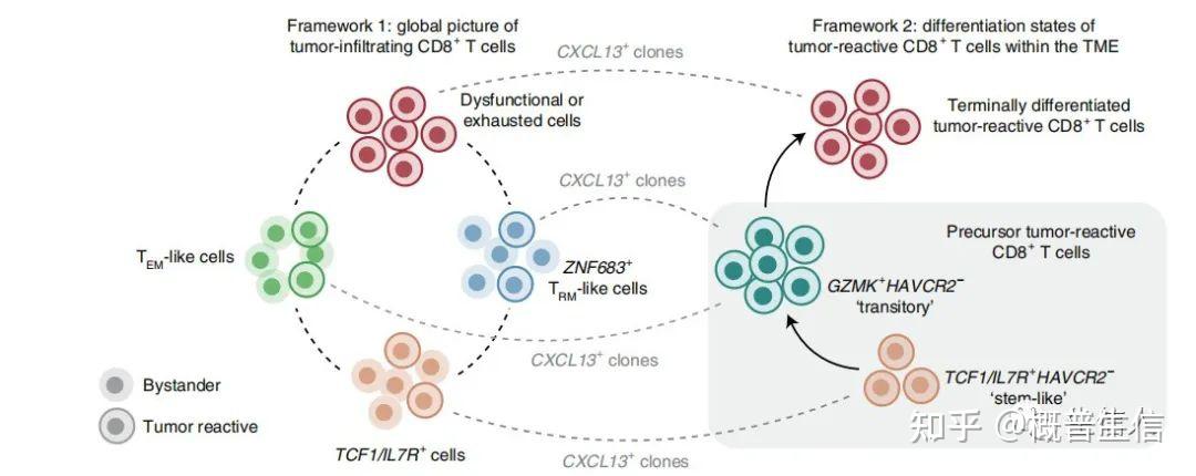 肿瘤微环境中的新秀：CXCL13+ T细胞 - 知乎