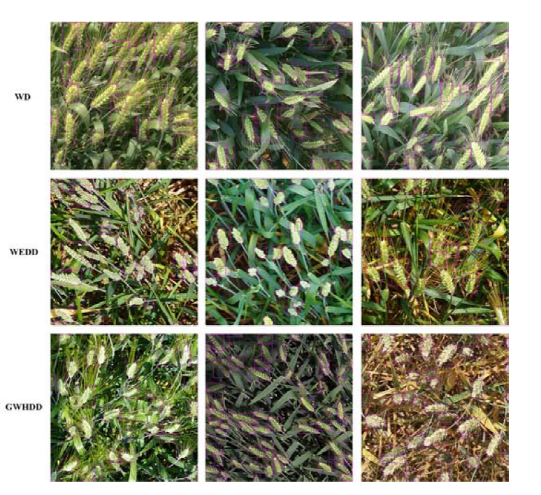 植物表型资讯|田间麦穗的快速检测与计数 - 知乎