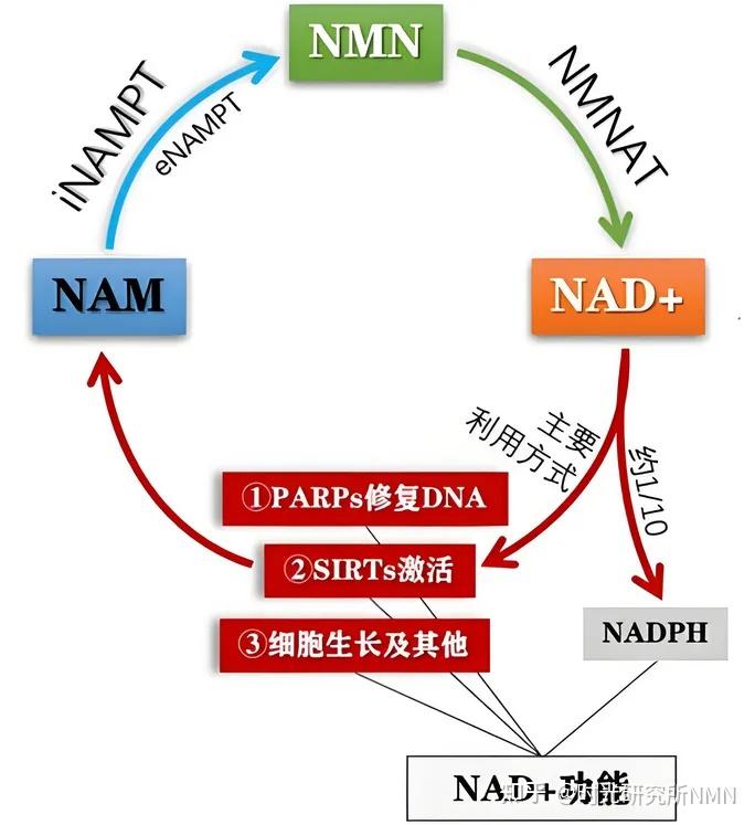 NMN强化NK细胞免疫反应，抑制肿瘤生长 - 知乎