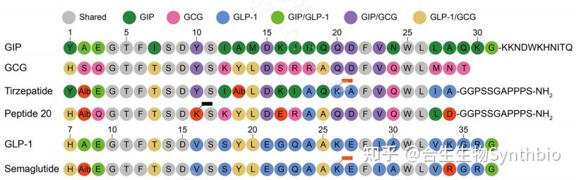 双功能肽的前世今生 - 知乎
