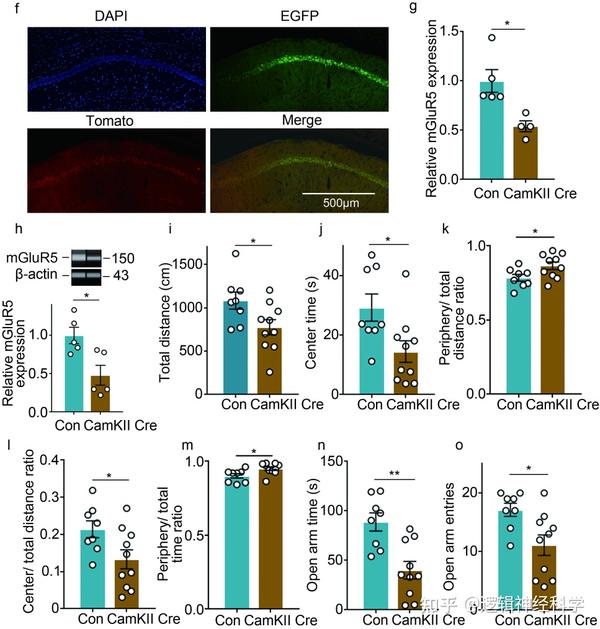 NPP︱南方医科大学高天明院士团队揭示mGluR5介导压力所致焦虑样行为的细胞机制 - 知乎
