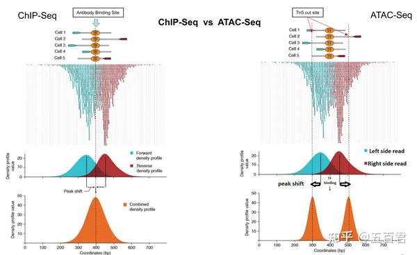 入门ATAC-seq，你需要知道什么？ - 知乎
