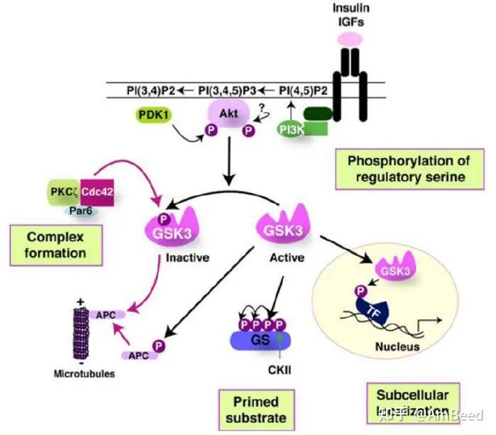 【AmBeed解读】GSK-3——蛋白激酶界的万能角色 - 知乎