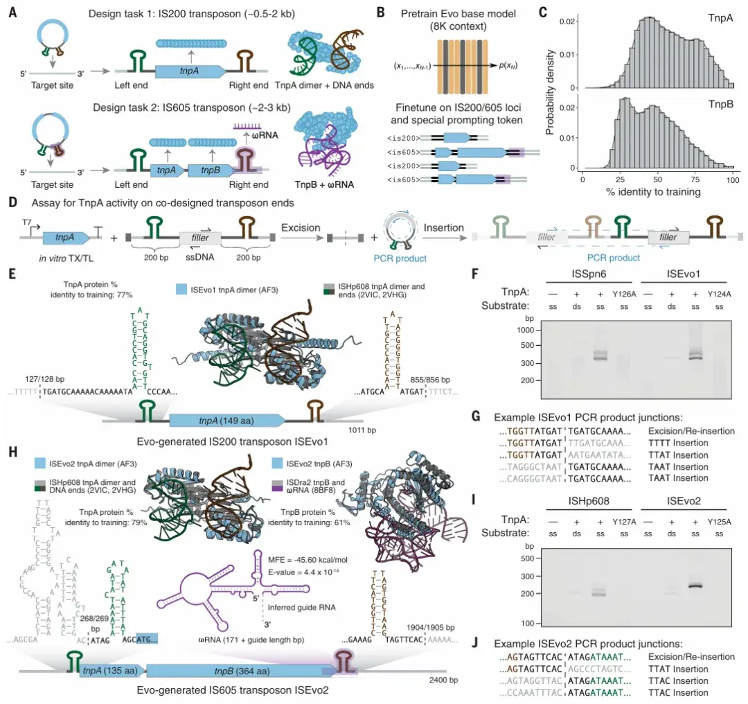 登Science封面！基因组基础模型Evo重磅发布，AI解码分子、DNA、RNA和蛋白质 - 知乎