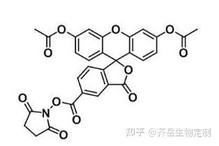 5-diacetate FAM NHS，cas:150206-05-6，5-羧基二乙酰化荧光素活性酯 - 知乎