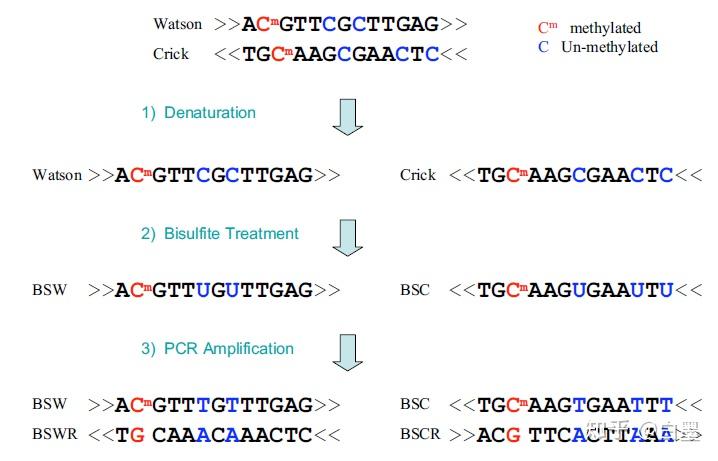 一文读懂DNA甲基化及BS-seq - 知乎