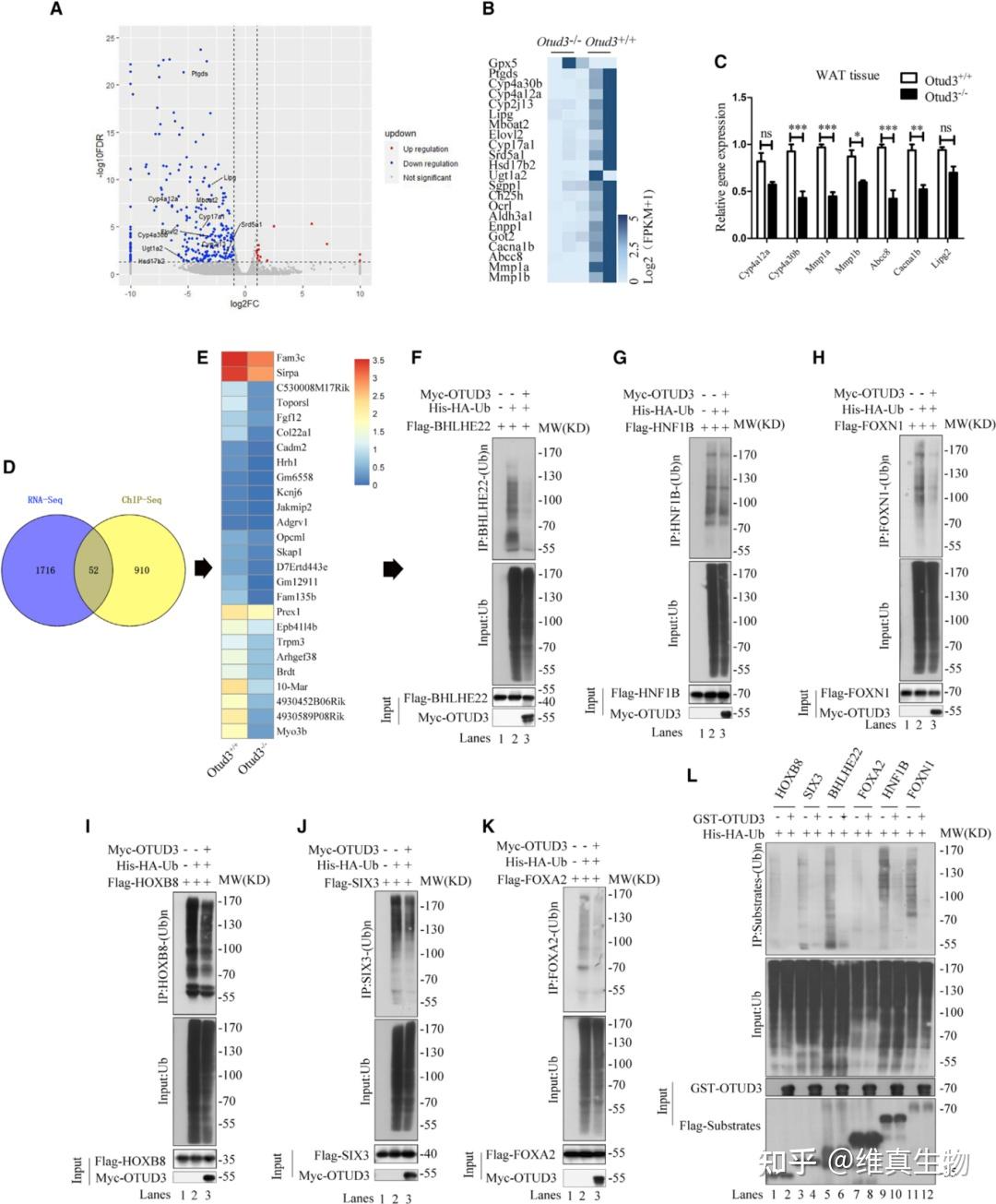 Cell Metabolism（IF=31.373）｜北大尹玉新教授等研究团队揭示糖脂代谢调控的新机制 - 知乎