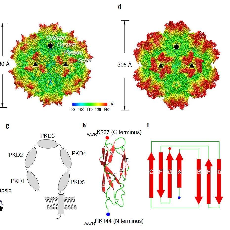 Nature子刊：清华大学娄智勇等解析AAV2及受体结构，为AAV载体的设计和优化指明方向 - 知乎