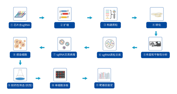 sgRNA文库，精准靶向，高效编辑！ - 知乎