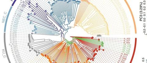 VCF2Dis 高效快速 群体nj-tree - 知乎
