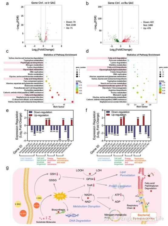 《Advanced science》：应对耐药致病菌新思路：诱导细菌铁死亡！ - 知乎