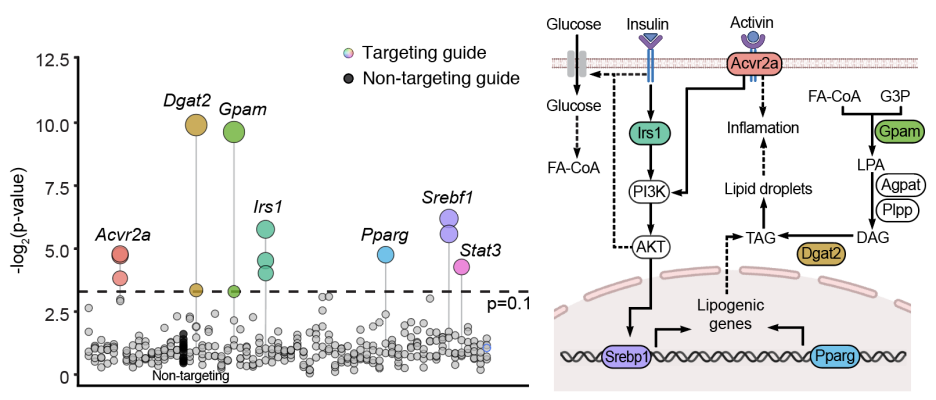 【科研留声机Cell】德州大学西南医学中心：利用脂肪肝微环境对体细胞突变的正向选择开发NASH新靶点 - 知乎