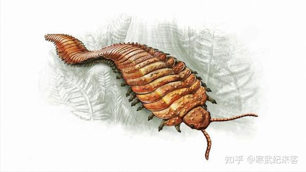 石炭纪，2.6米的巨型千足虫 - 知乎
