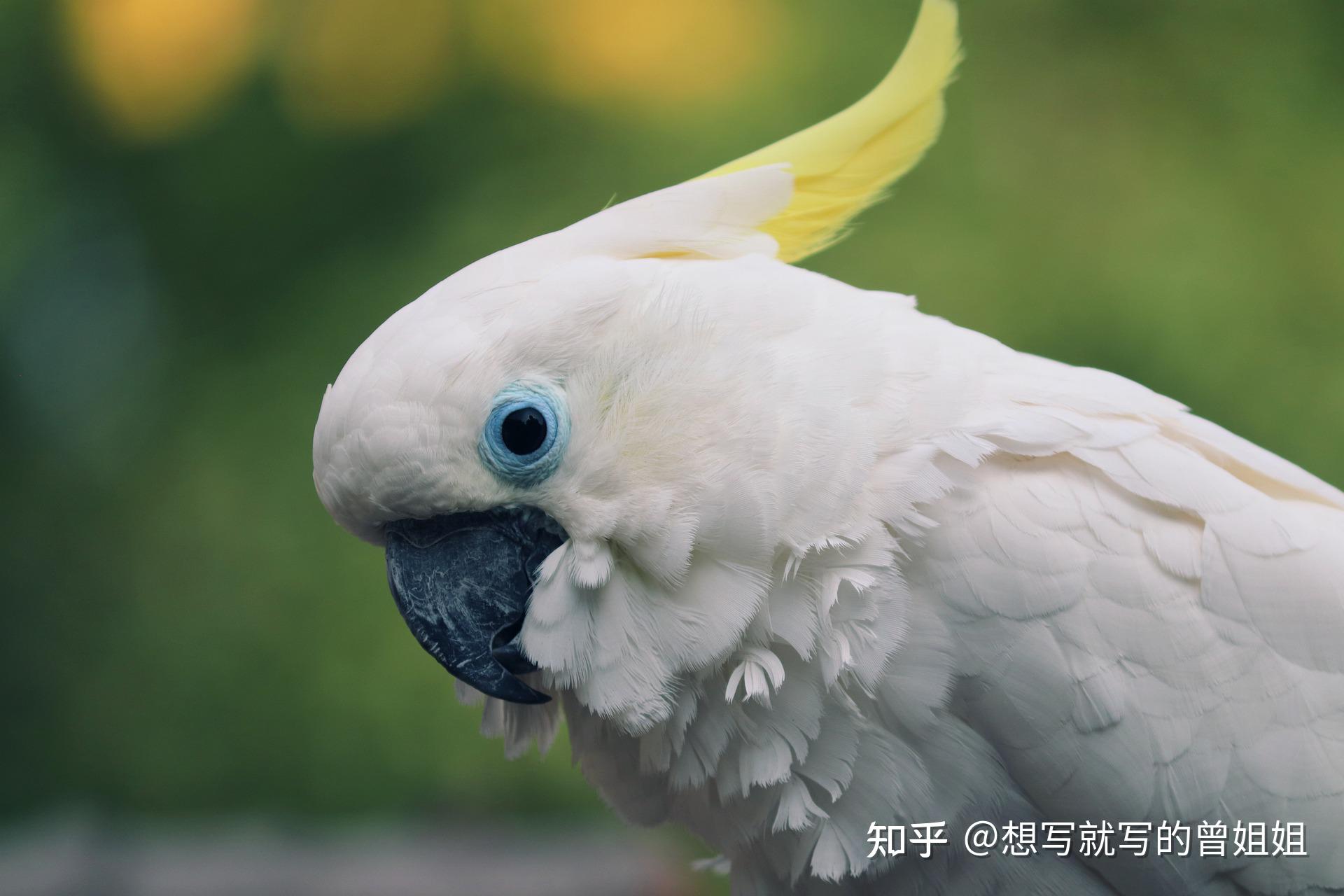 家里常来的老朋友Cockatoo - 知乎