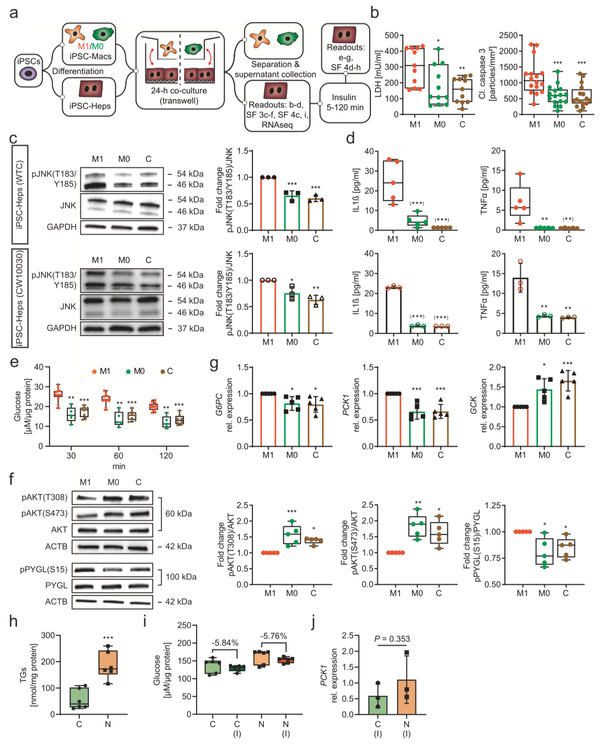 Nature子刊丨使用人 iPSC 衍生的肝细胞和巨噬细胞对炎症诱导的肝脏胰岛素抵抗进行建模和治疗靶向 - 知乎
