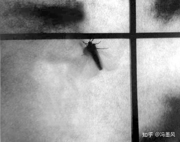 每一个伟大的摄影师，都是从模仿开始的｜森山大道 知乎 7337
