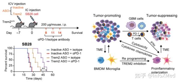 Sci Adv | 揭示抑制TREM2激活髓系细胞治疗胶质母细胞瘤 - 知乎
