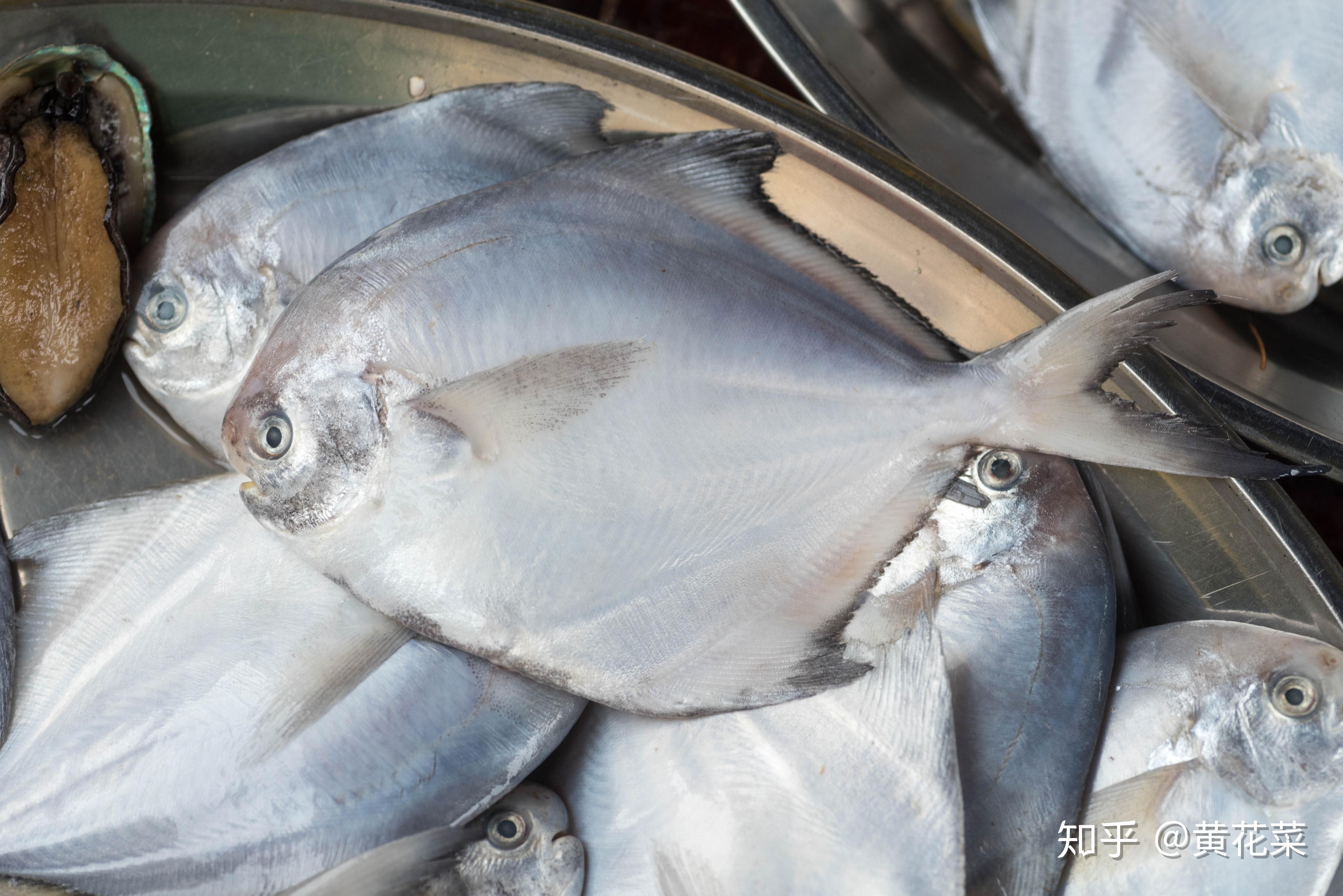 旅顺海滨及市场不完全鱼类图记 - 知乎