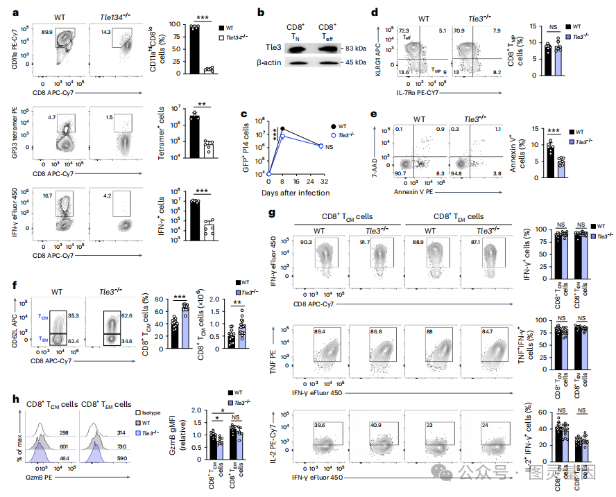 Nat Immu | 转录辅因子Tle3决定记忆性CD8+T细胞分化 - 知乎