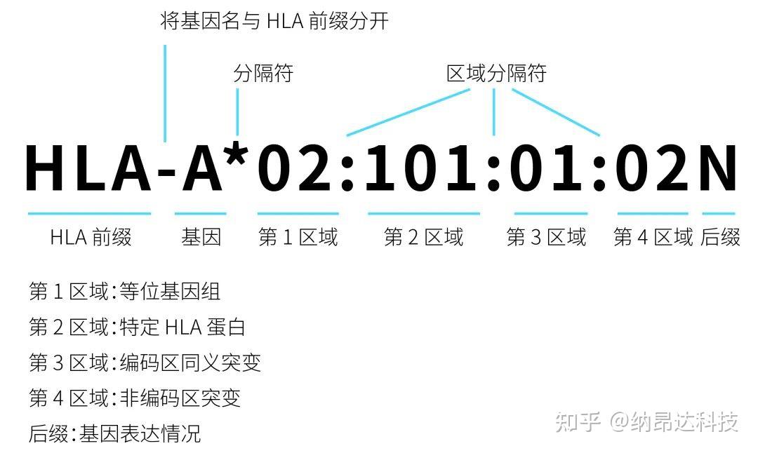 更好地实现HLA分型，原来可以这样做...... - 知乎