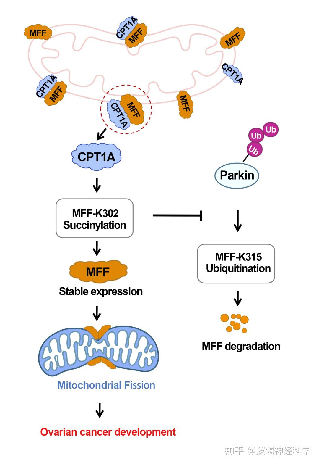 Commun Bio︱陕西师范大学邵焕杰团队发现CPT1A通过增强MFF的琥珀酰化修饰来促进卵巢癌细胞线粒体分裂 - 知乎