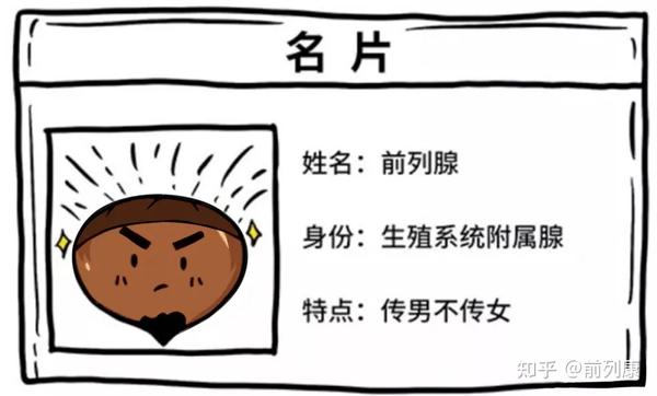 前列腺是什么?在哪里?有什么用? 知乎