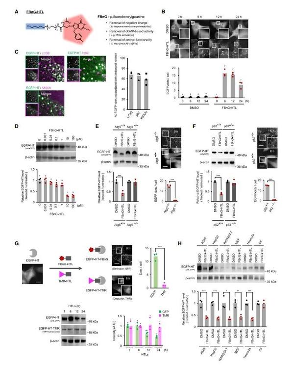 AUTACs使用选择性自噬的货物特异性降解物 - 知乎