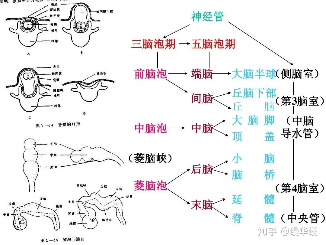 神经系统与脑的进化 - 知乎