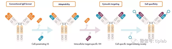 TiPLab生物医药专利研究：致力于开发细胞穿透抗体的Orum Therapeutics - 知乎