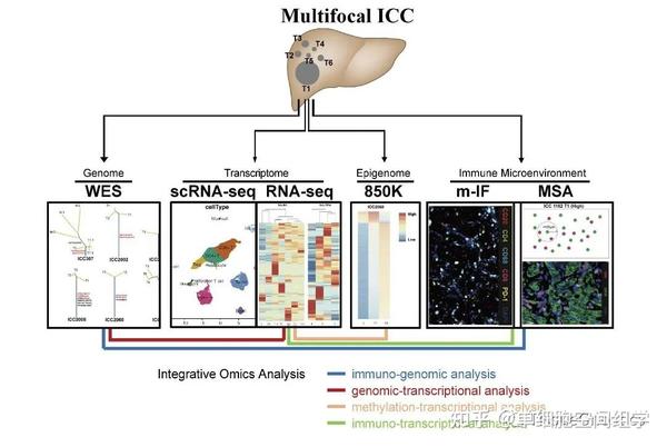 Tissue Cytometry技术联合多组学测序揭示ICC肿瘤异质性与新型免疫表型分类 - 知乎