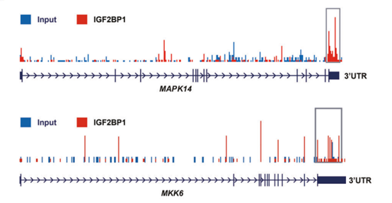 翻译组测序揭示核糖体蛋白RPS15可作为食管癌中潜在治疗靶点 - 知乎