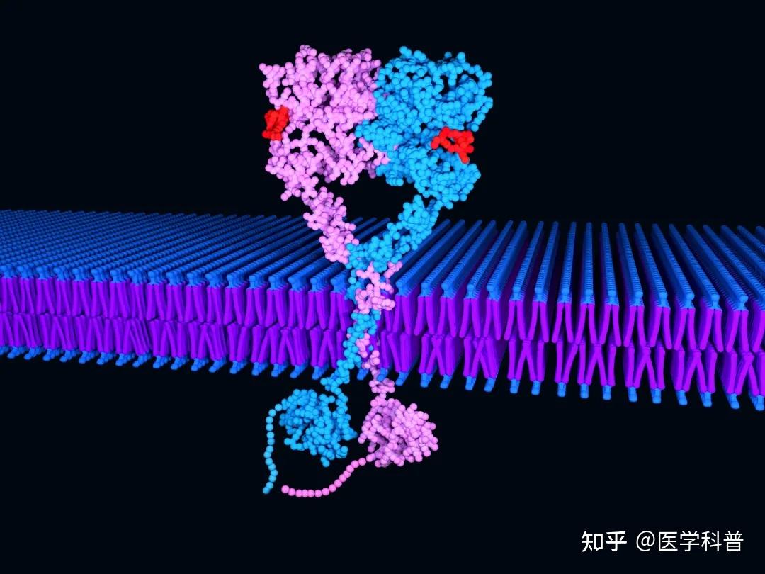 获美国FDA突破性疗法认定的DZD9008疗效更优，治疗肺癌EGFR ex20ins疾病控制率超90%！ - 知乎